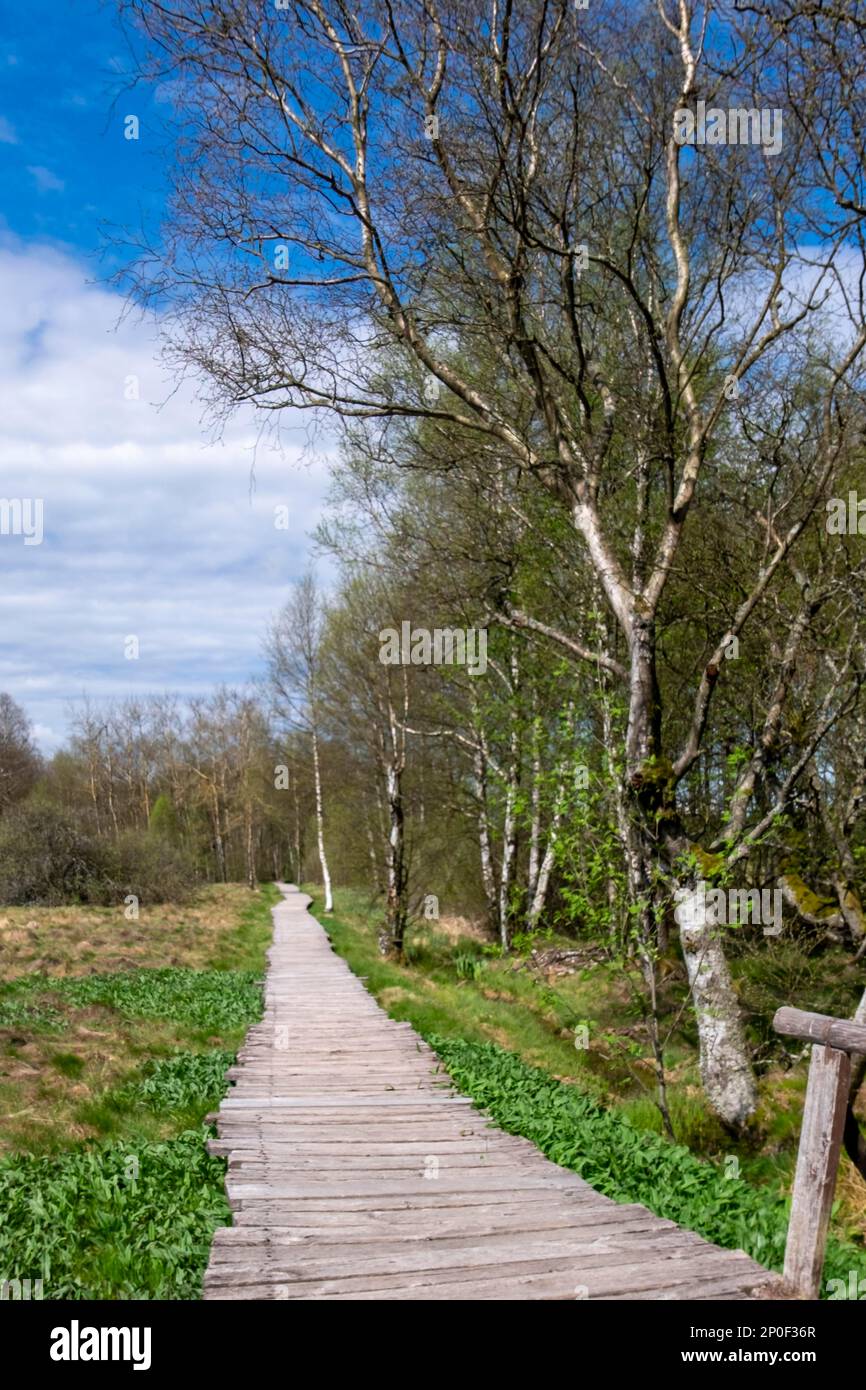 Schwarzes Moor nature reserve, raised bog, Rhoen UNESCO Biosphere ...