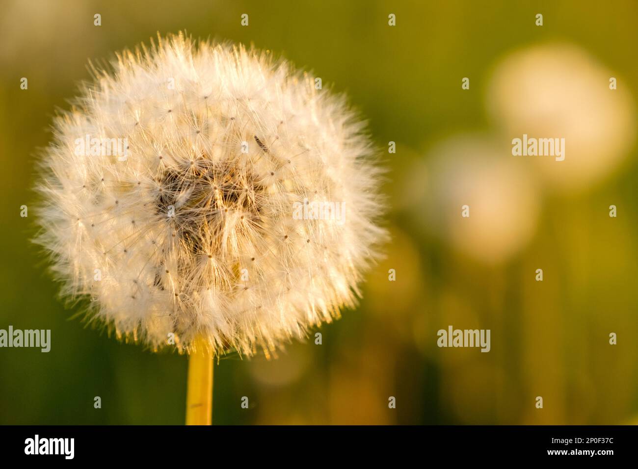 Tall dandelion hi-res stock photography and images - Alamy