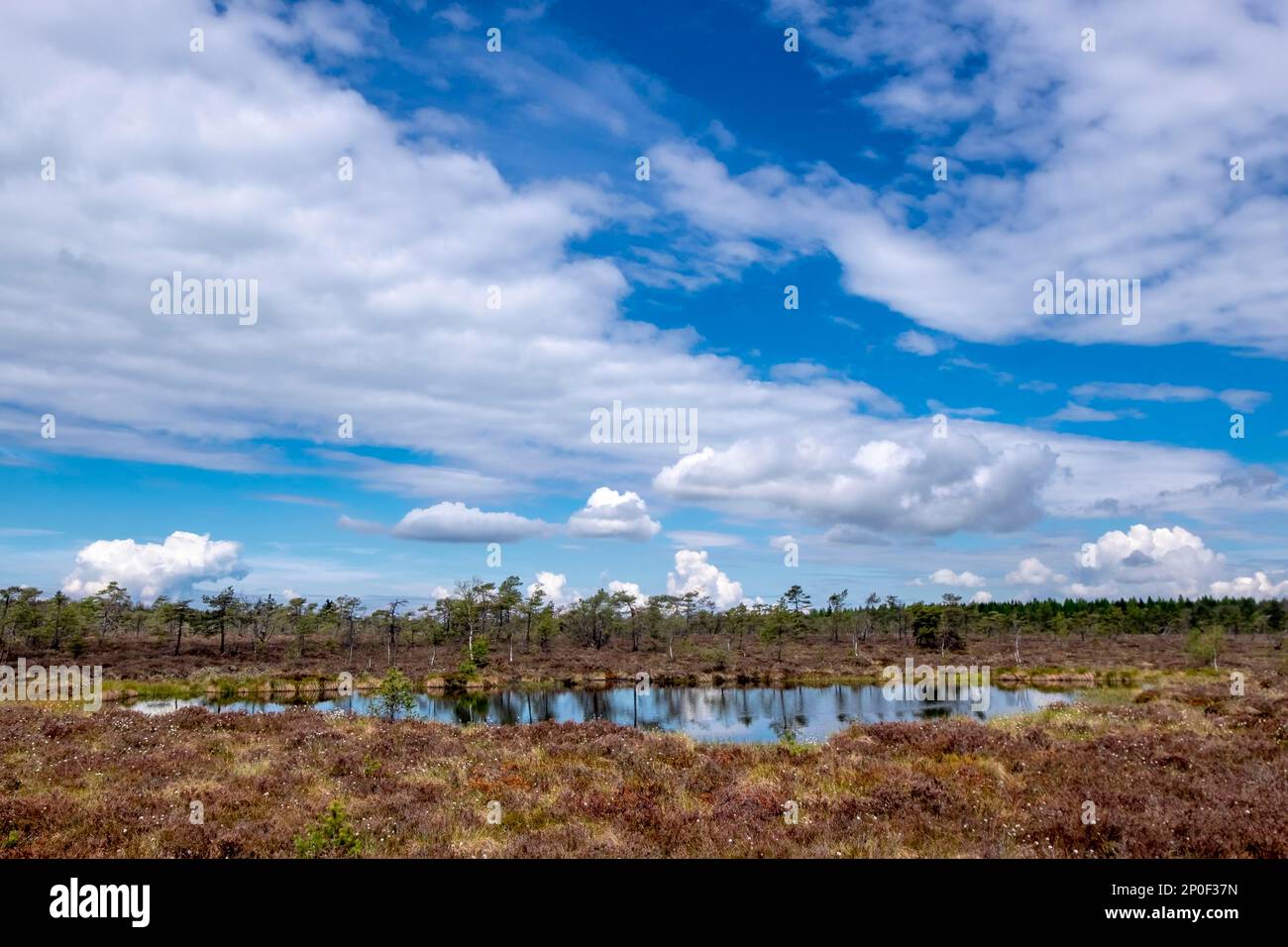 Schwarzes Moor nature reserve, raised bog, Rhoen UNESCO Biosphere ...