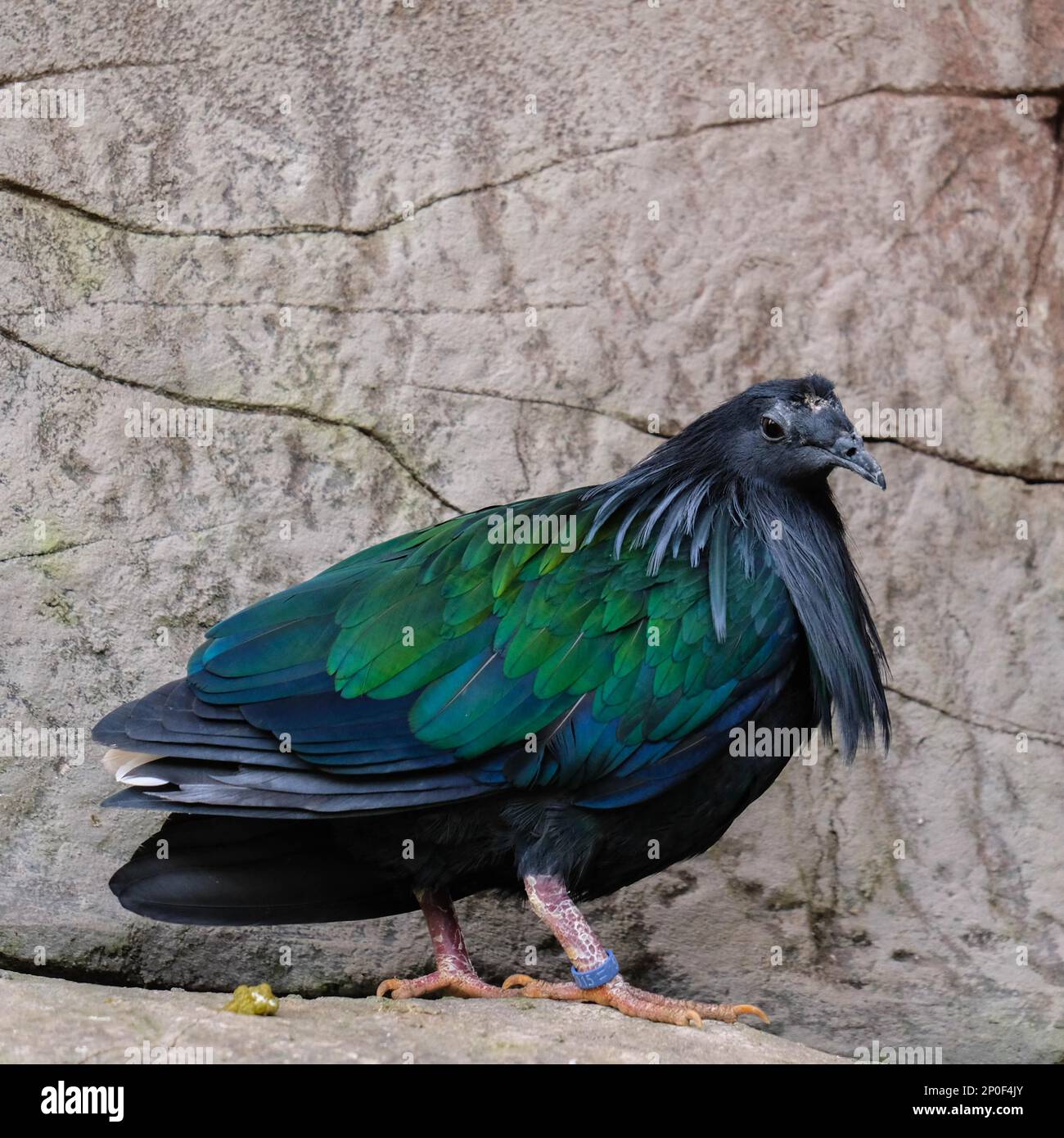 Black flightless bird hi-res stock photography and images - Alamy