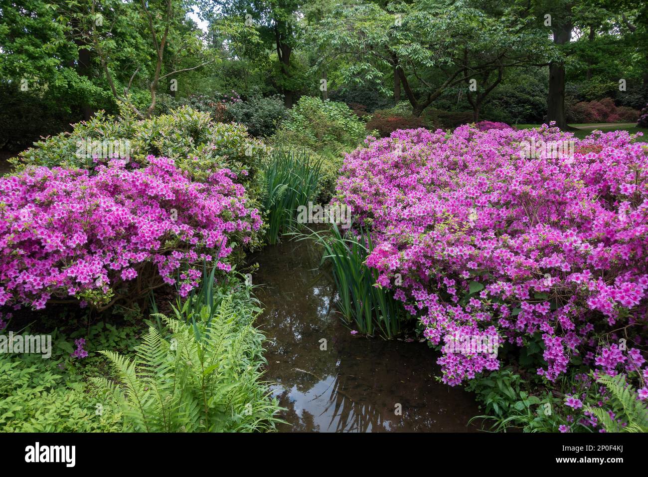 Azaleas in full bloom hi-res stock photography and images - Alamy