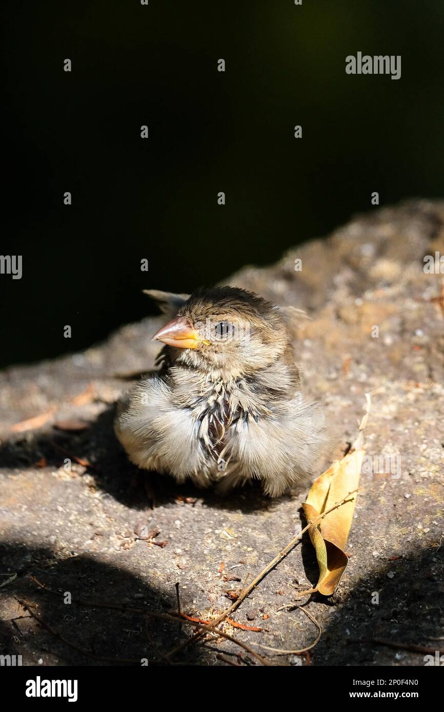Baby sparrow hi-res stock photography and images - Alamy
