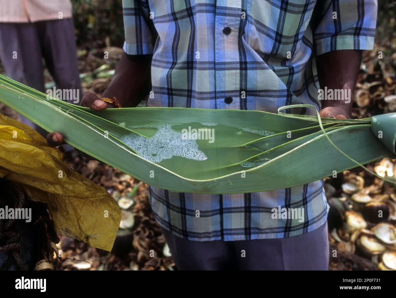 Drinking padaneer palmyra palm sap, Tiruchendur, Tamilnadu, India Stock ...