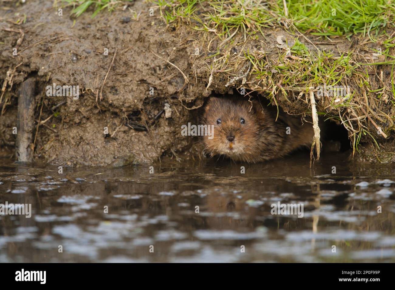 Eastern vole, Eastern vole, european water vole (Arvicola amphibius ...