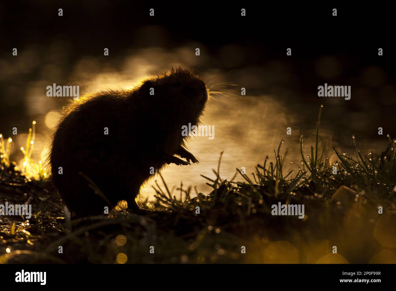 Eastern vole, Eastern vole, european water vole (Arvicola amphibius ...