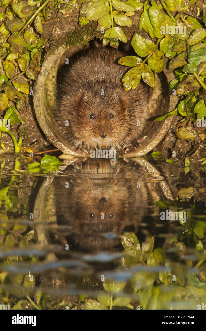 Eastern vole, Eastern vole, european water vole (Arvicola amphibius ...
