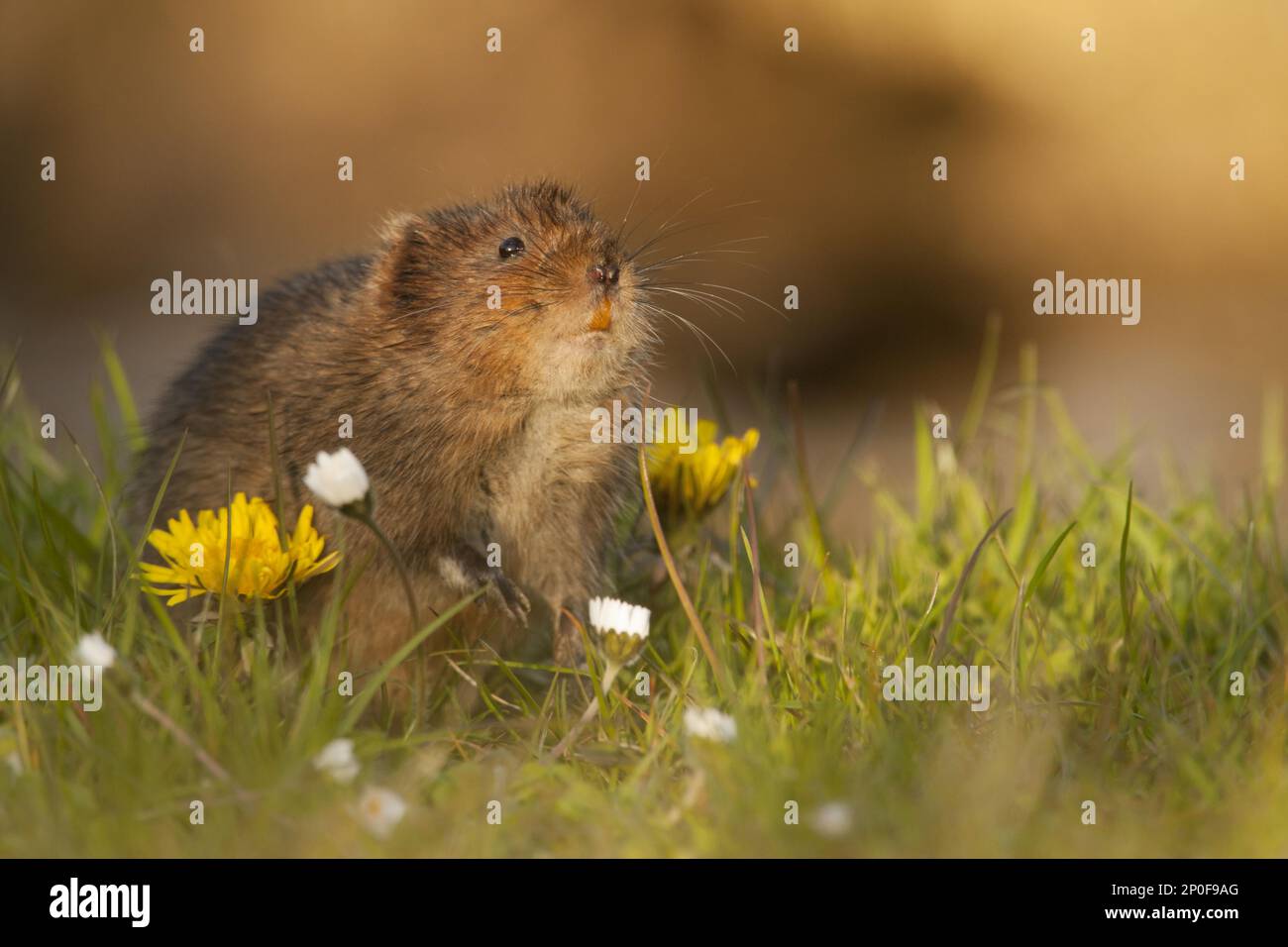 Eastern vole, Eastern vole, european water vole (Arvicola amphibius ...