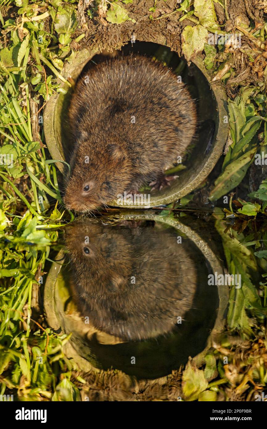 Eastern vole, Eastern vole, european water vole (Arvicola amphibius ...