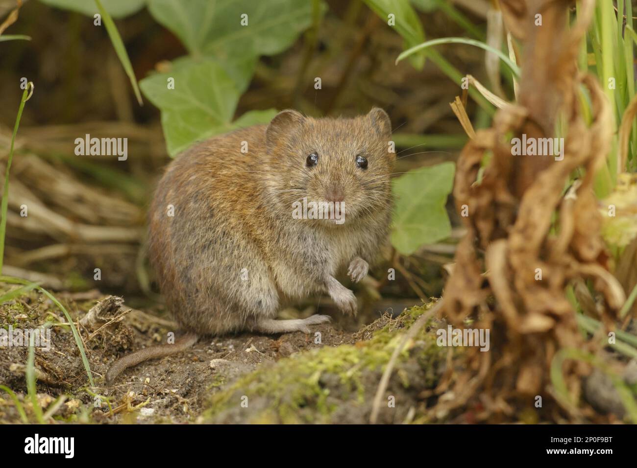 Bank voles (Clethrionomys glareolus) Red Vole, Red Vole, Vole, Vole ...