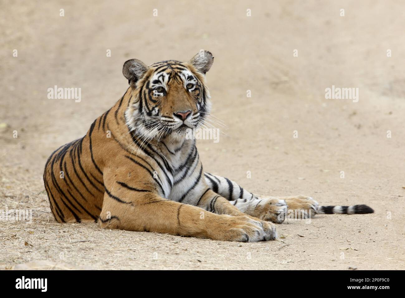Indian tiger (Panthera tigris), Royal Bengal tiger, tiger, predators ...