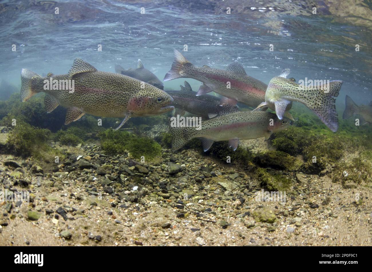 River fish british underwater europe hi-res stock photography and ...