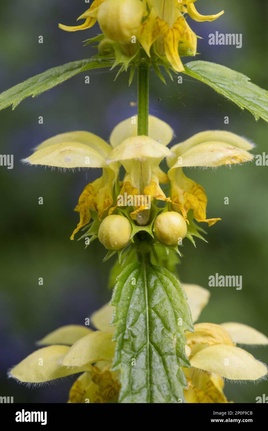 Yellow Archangel (Lamium galeobdolon) flower growing in ancient ...