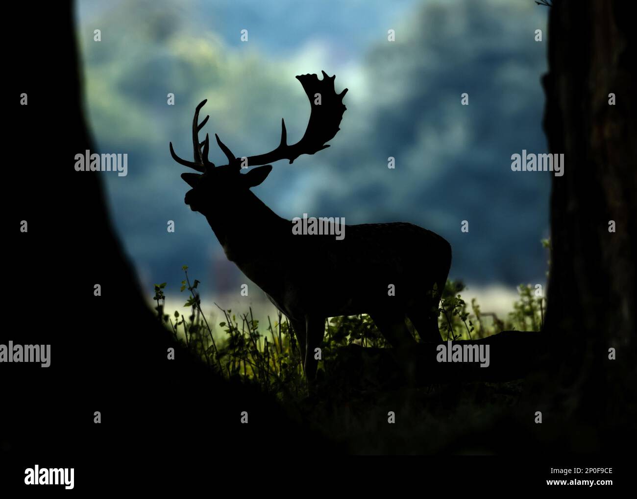 Fallow deer (Dama dama), fallow deer Deer, ungulates, mammals, animals ...