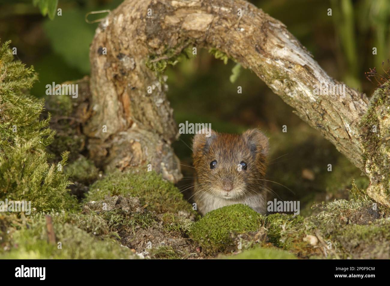 Bank voles (Clethrionomys glareolus) Red Vole, Red Vole, Vole, Vole ...