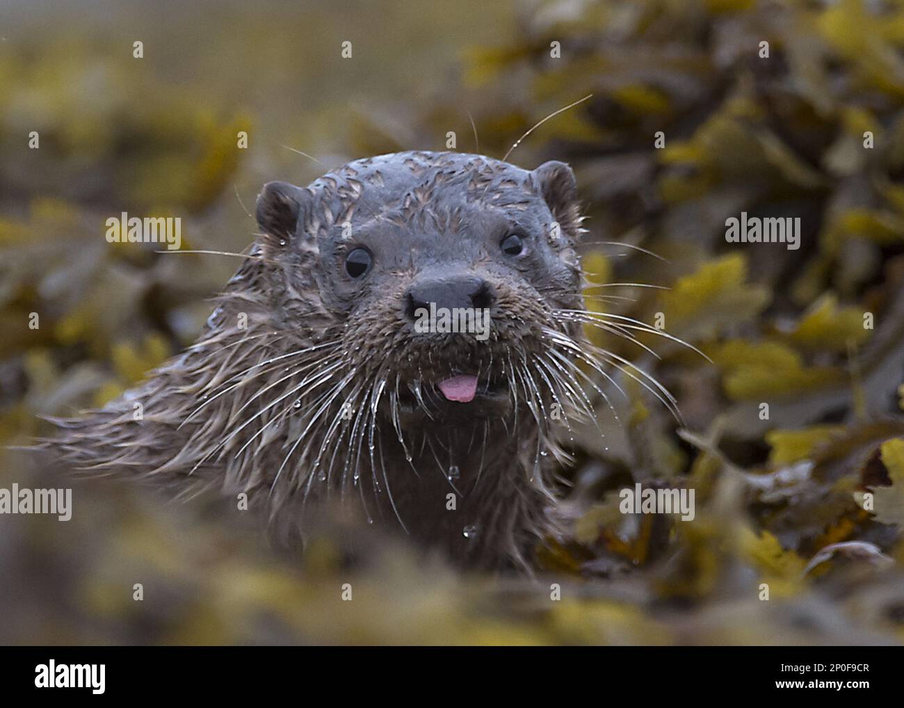 Otter scotland hi-res stock photography and images - Alamy