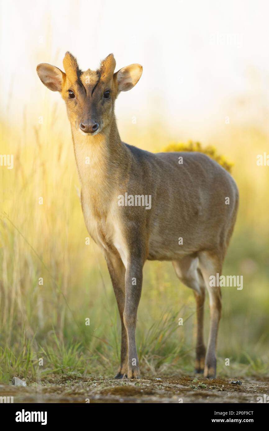Chinese chinese muntjac (Muntiacus reevesi) introduced species, male on ...