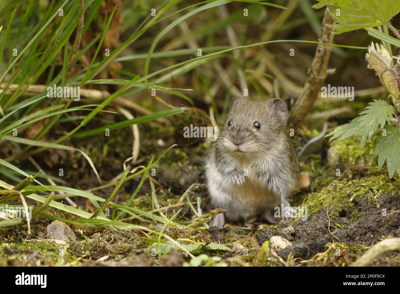 Bank voles (Clethrionomys glareolus) Red Vole, Red Vole, Vole, Vole ...
