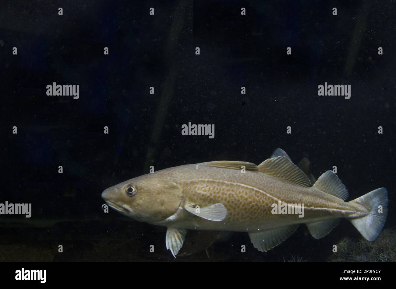 Atlantic cod (Gadus morhua) Adult, large cod in aquarirum, Lincolnshire ...