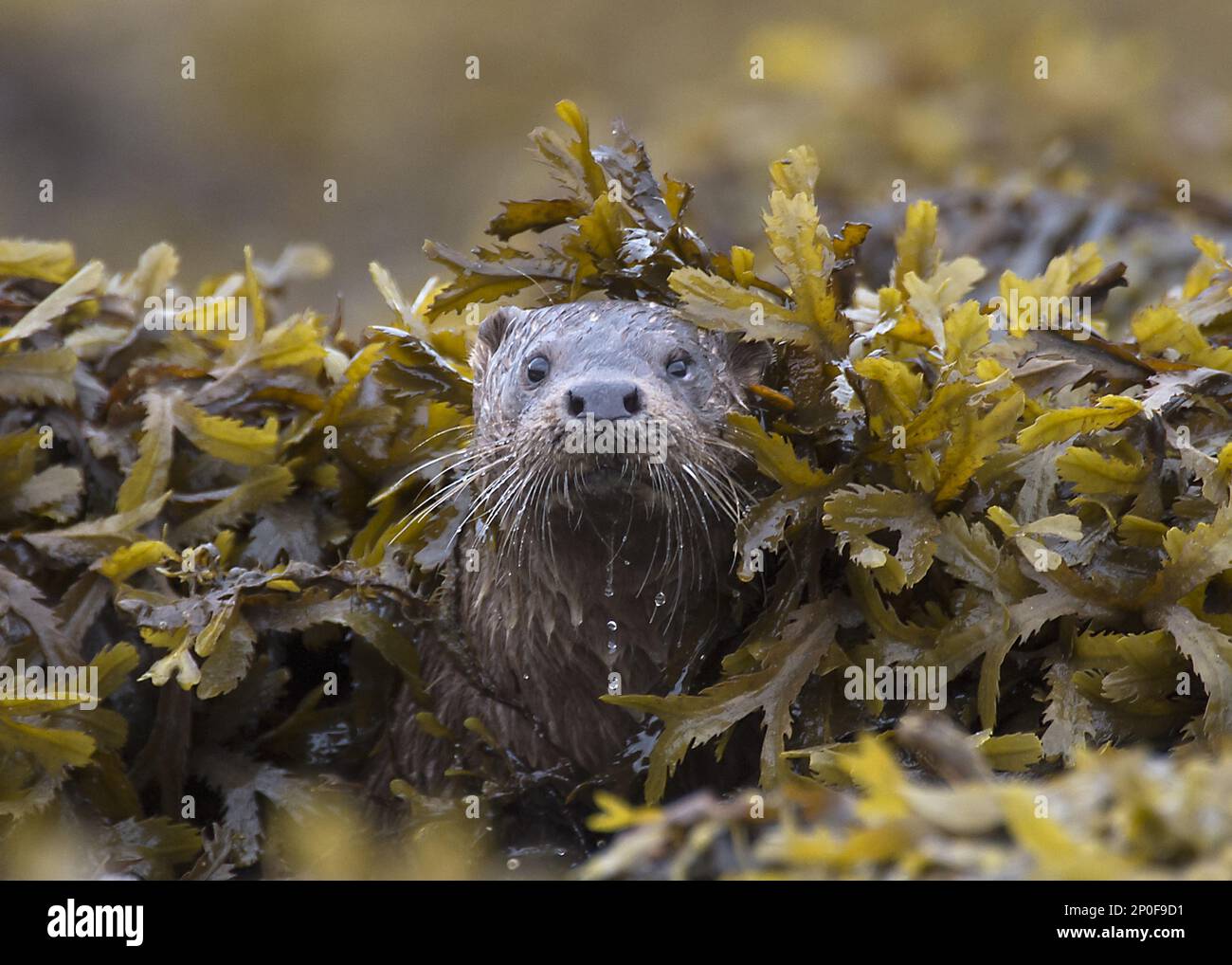 Otter scotland hi-res stock photography and images - Alamy