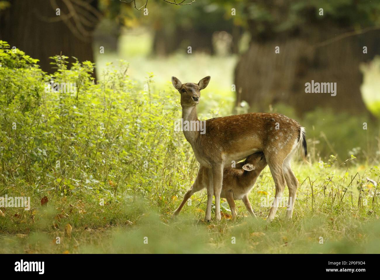 Fallow Deer (Dama dama), fallow deer Deer, ungulates, mammals, animals ...