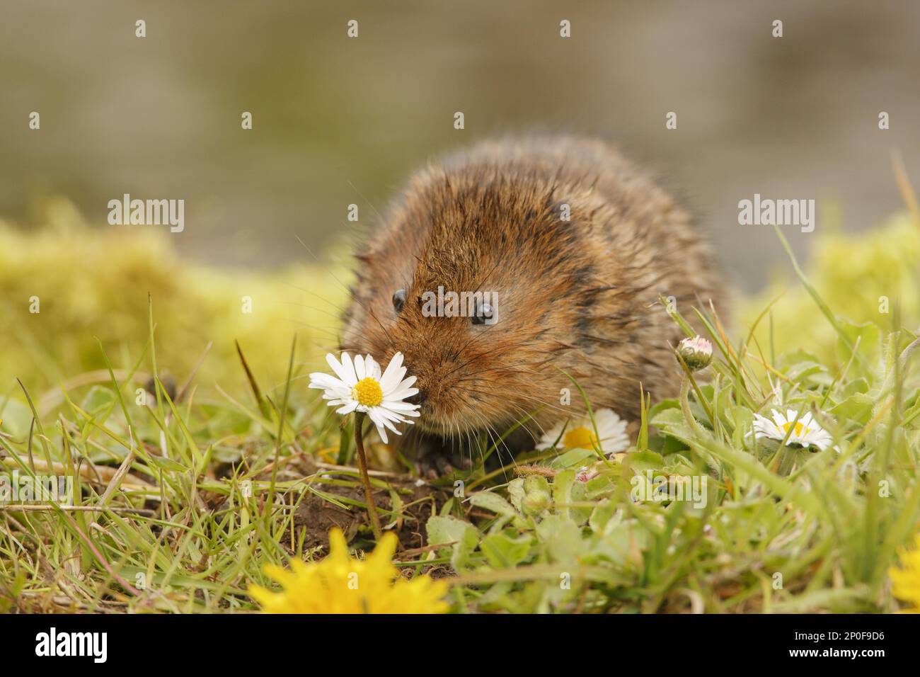 Eastern vole, Eastern vole, european water vole (Arvicola amphibius ...