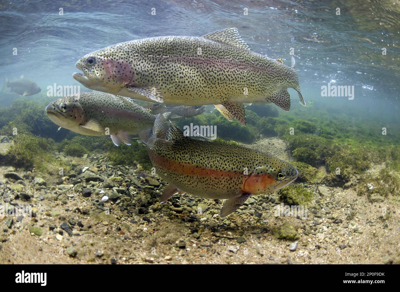 Salmo gairdneri, salmo irideus (Oncorhynchus mykiss), Rainbow Trout ...