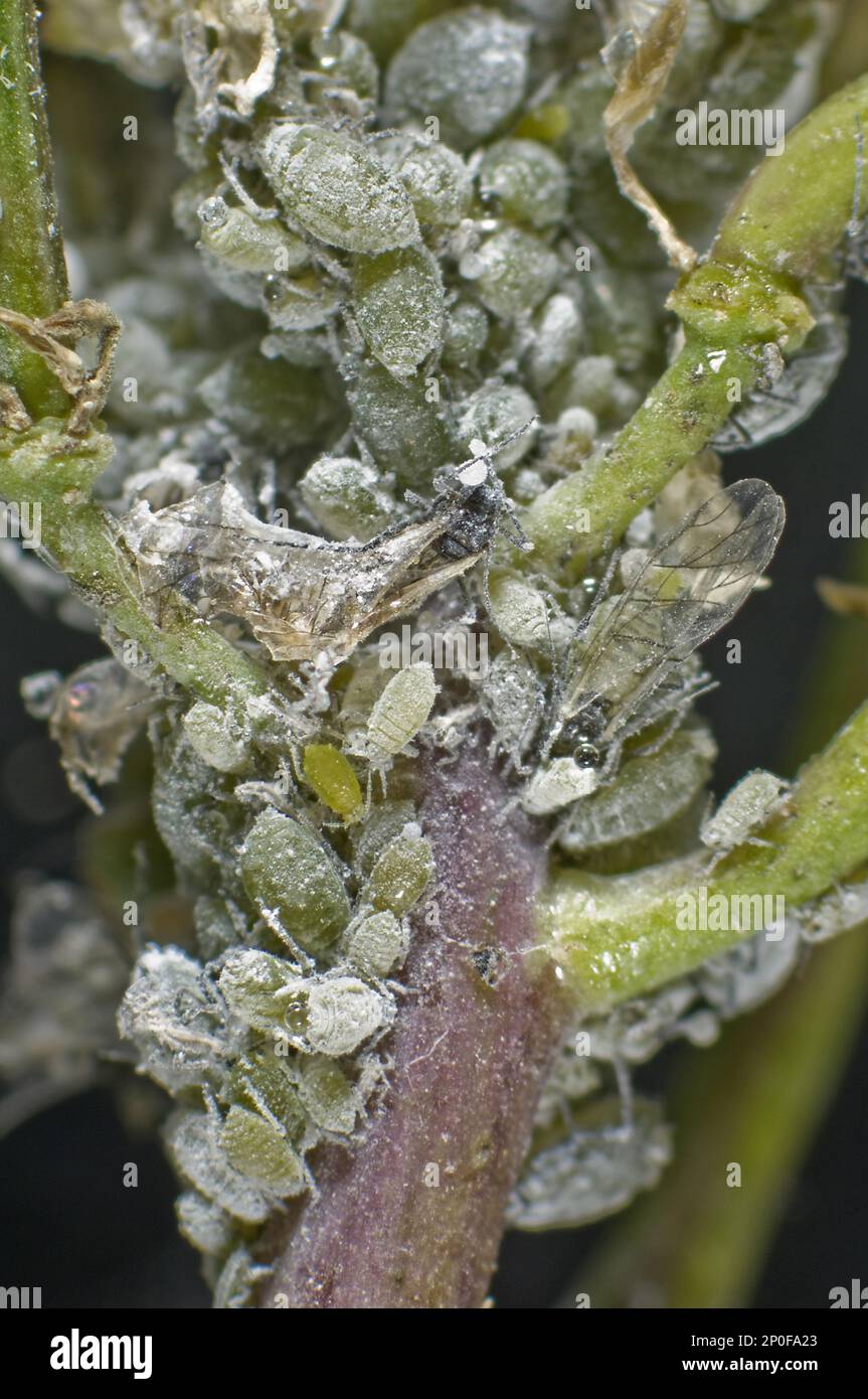 Mealy cabbage aphid, Mealy cabbage aphid, Aphid, Aphids, Other animals ...