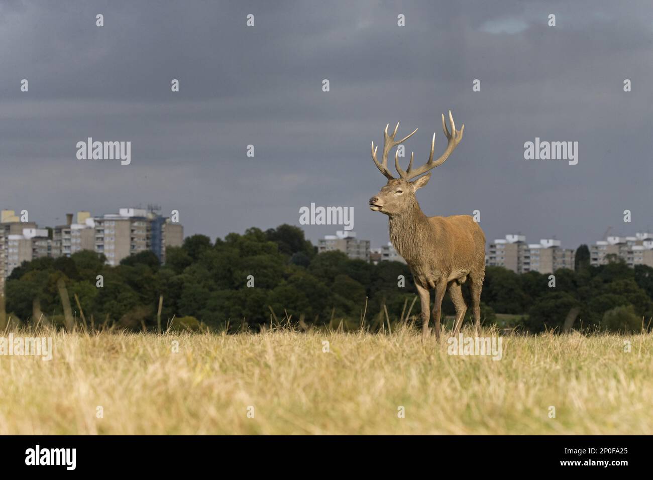 Red Deer (Cervus elaphus) stag, standing in grassland during rut with ...