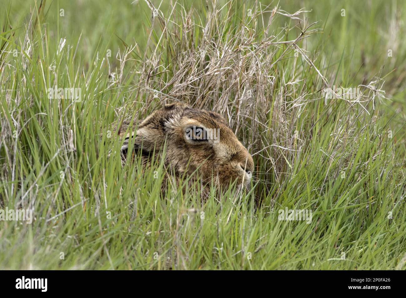 European hares (Lepus europaeus), Hares, Rodents, Mammals, Animals ...