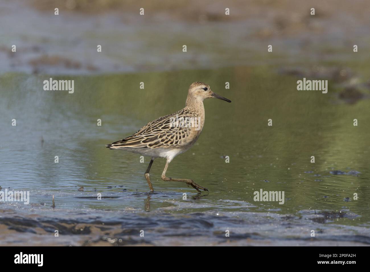 Juvenile ruff philomachus pugnax hi-res stock photography and images ...