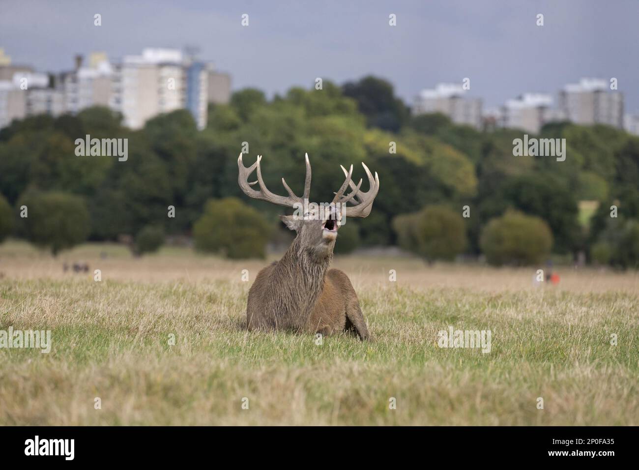 Red Deer (Cervus elaphus) stag, roaring, lying in grassland during rut ...