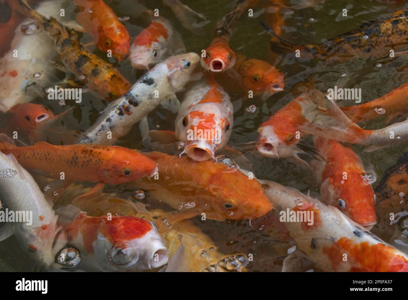 Common carp (Cyprinus carpio), Animals, Other animals, Fish, Carp-like ...