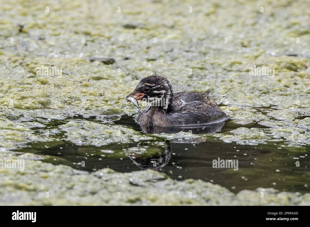 Downy young little grebe with fish july hi-res stock photography and ...