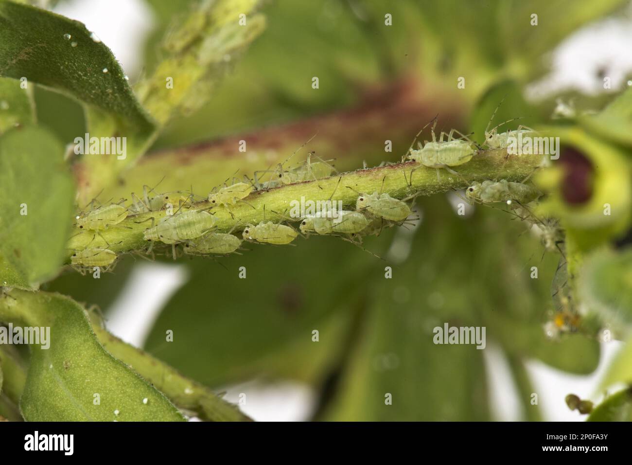 Green-striped plantlouse (Aphididae), Other animals, Insects, Animals ...