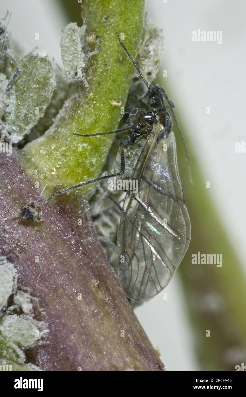 Mealy cabbage aphid, Mealy cabbage aphid, Aphid, Aphids, Other animals ...