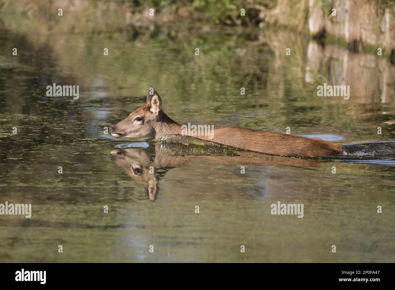 Red Deer (Cervus elaphus) calf, swimming in stream, Bushy Park ...