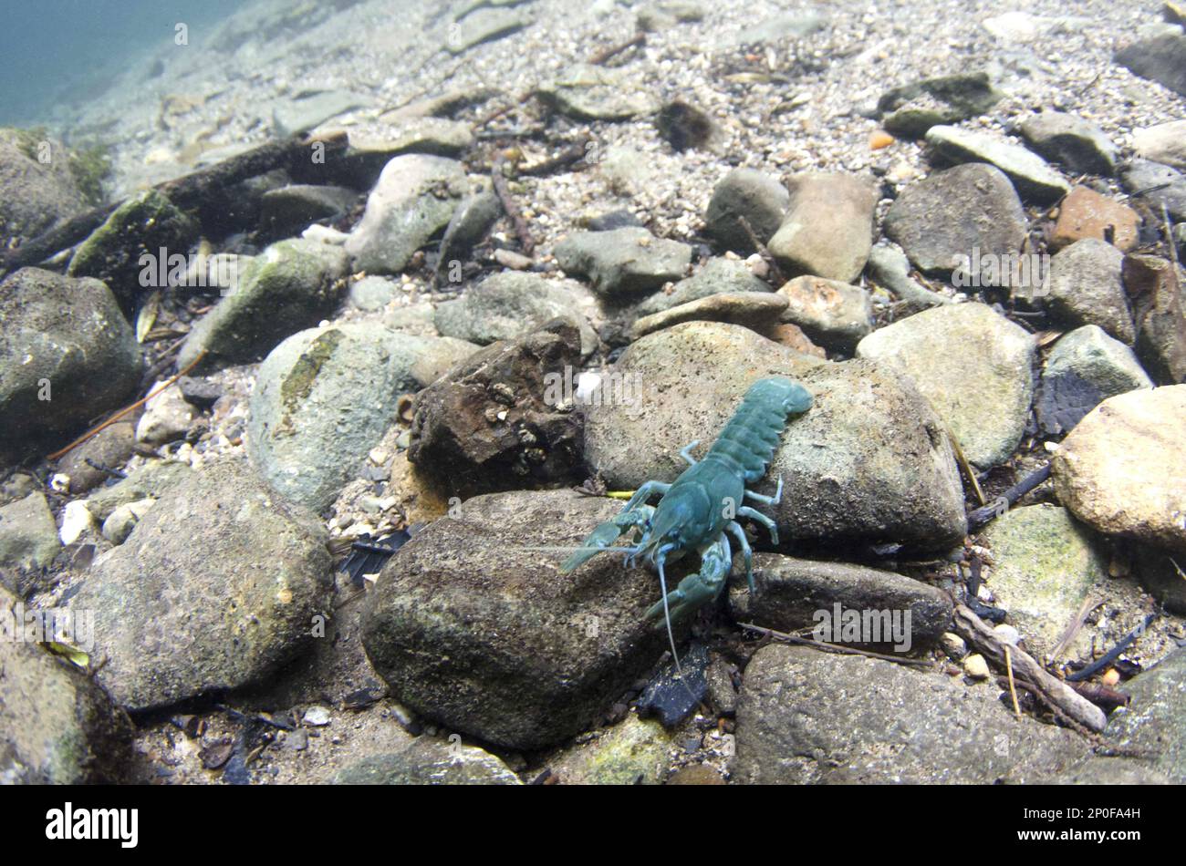 White-clawed crayfish (Austropotamobius pallipes), Rare blue colour ...