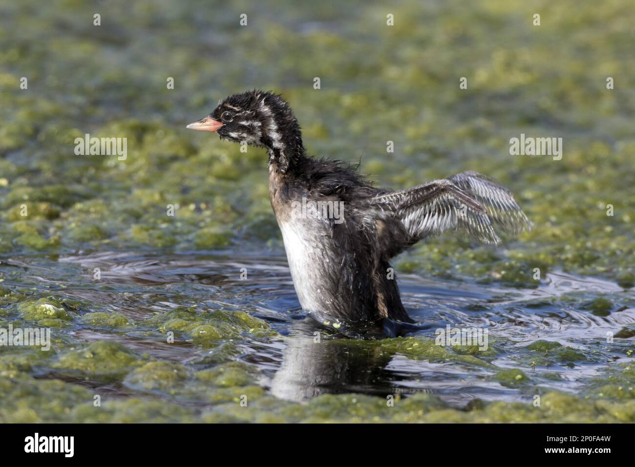 Downy young Little Grebe (Tachybaptus ruficollis) wing stretching. July ...