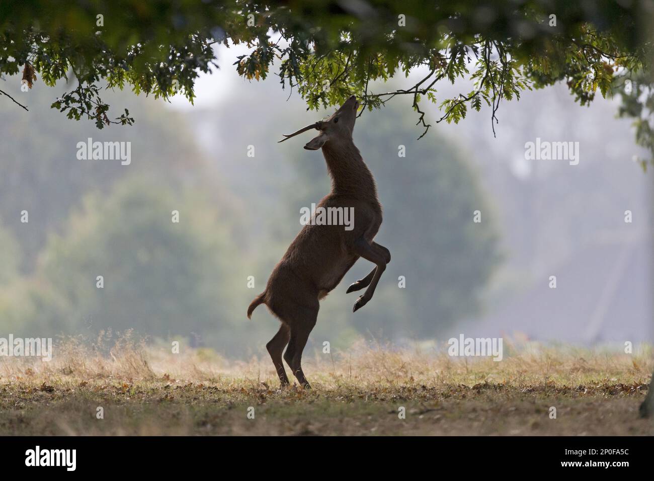 Red Deer (Cervus elaphus) yearling stag, standing on hind legs to feed ...