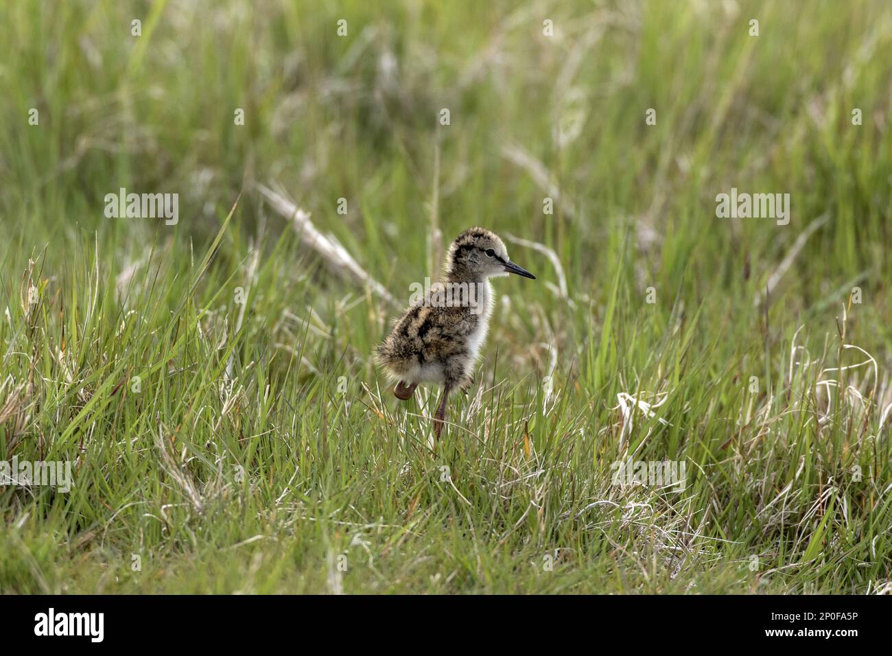 Common sandpiper chicks hi-res stock photography and images - Alamy