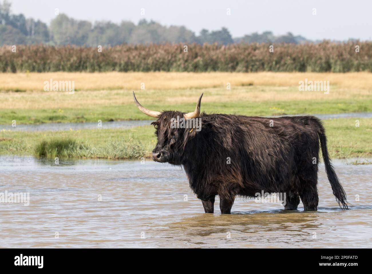 Scottish Highland Cattle, purebred, livestock, domestic, cloven-hoofed ...
