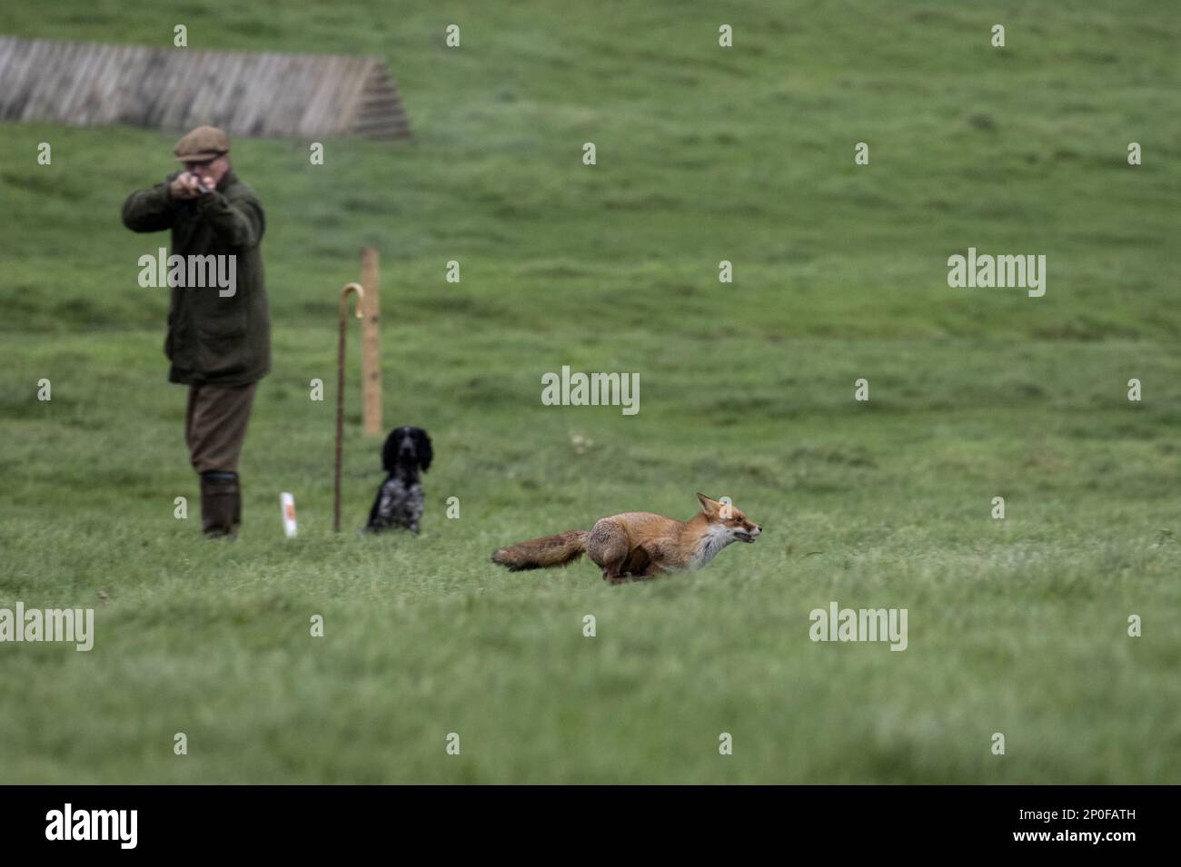 The dangers of shooting small game while shooting pheasants. The gun ...