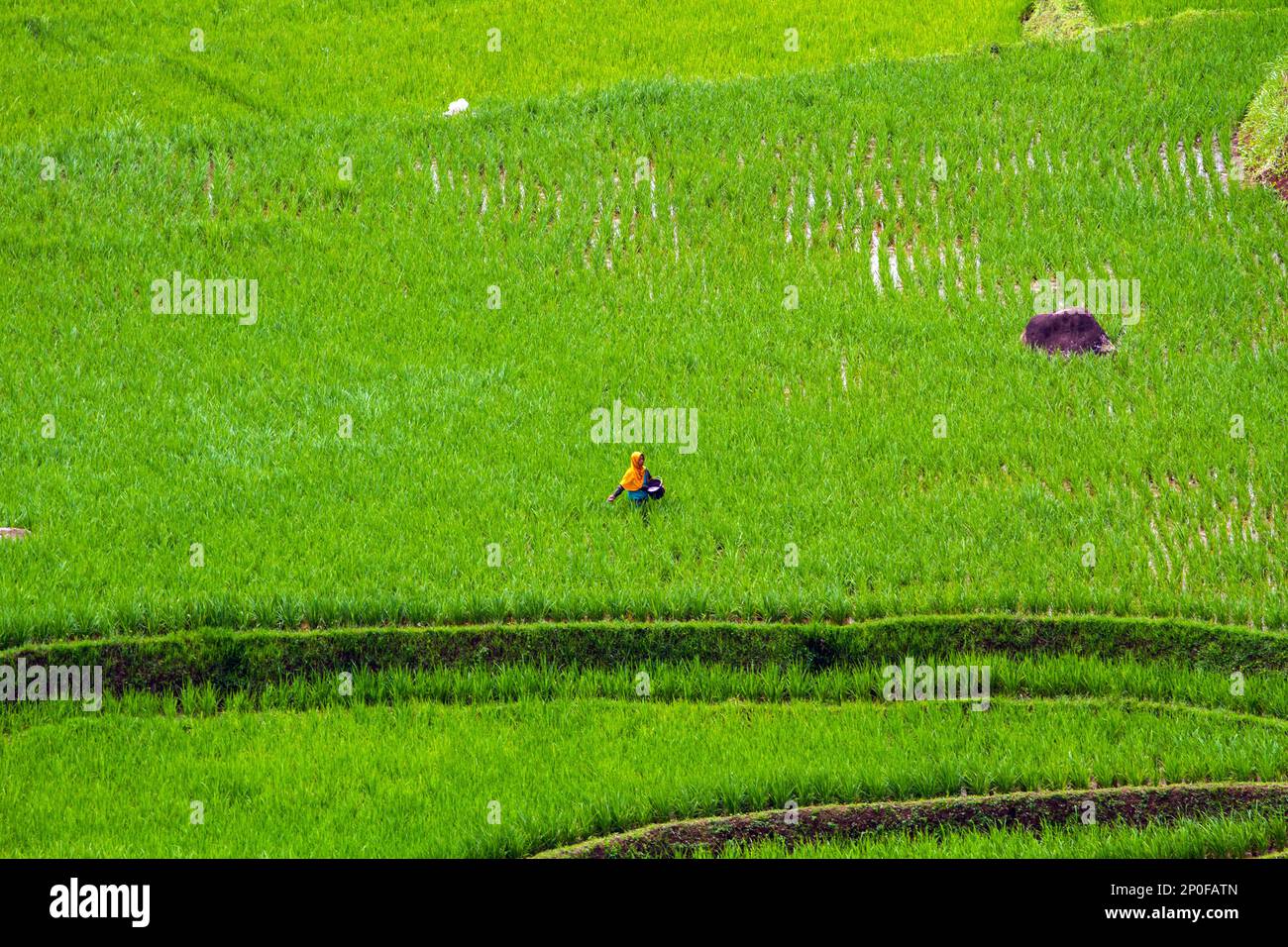 Sumedang, West Java, Indonesia. 3rd Mar, 2023. A farmer works on his ...