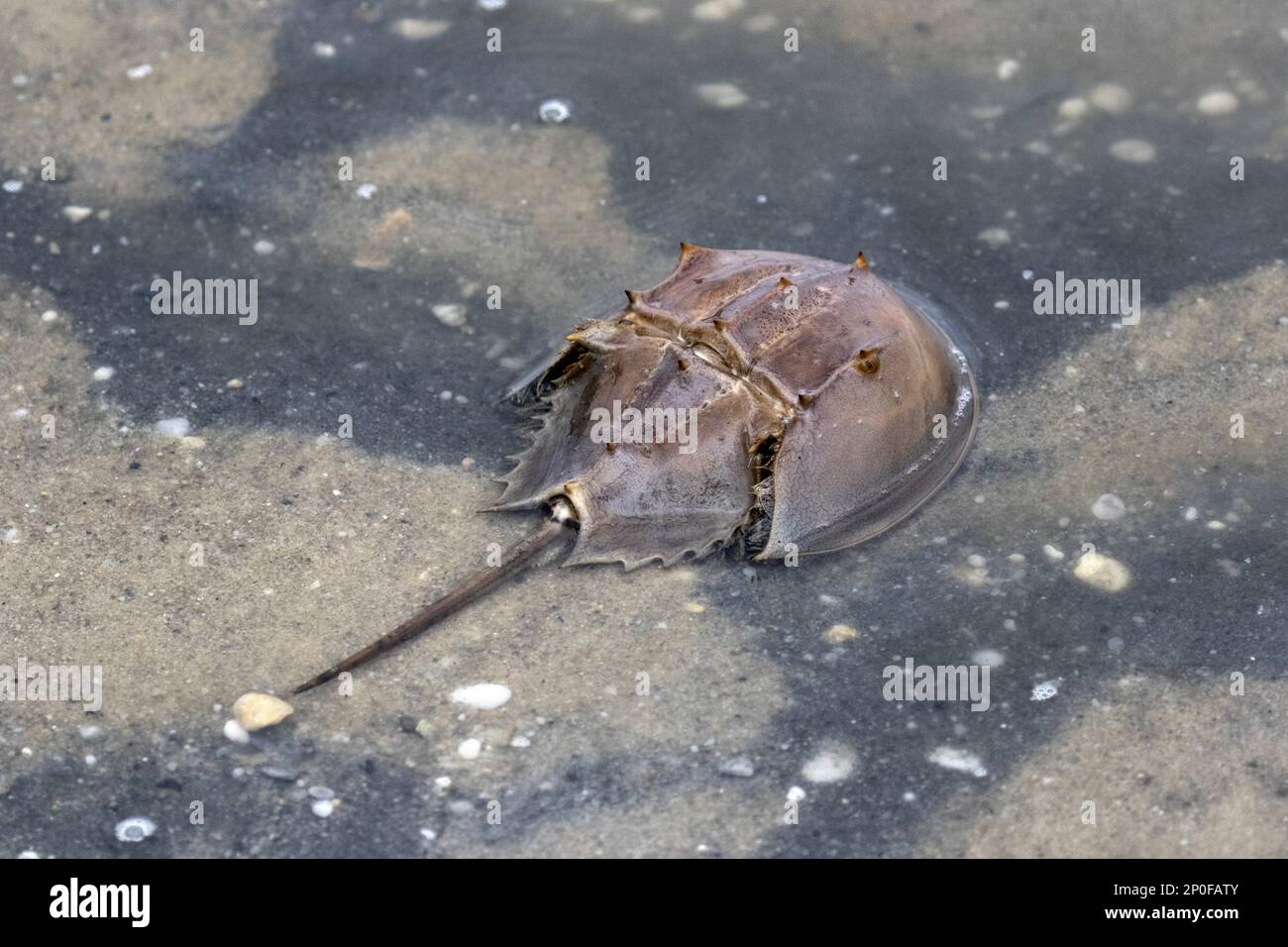 Animals, Other animals, Arrowhead crabs, Atlantic horseshoe crab adult ...