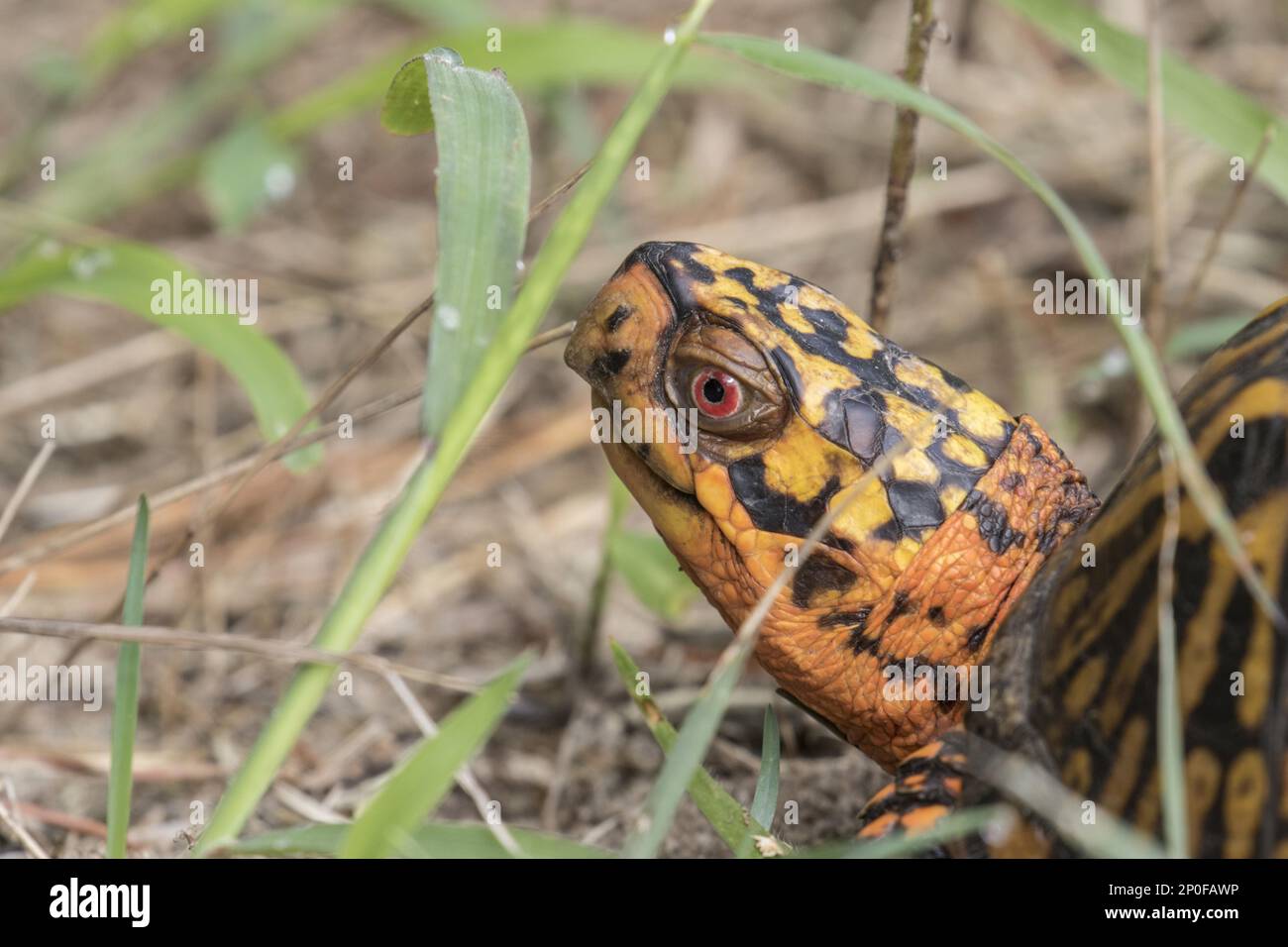 American box turtle hi-res stock photography and images - Alamy