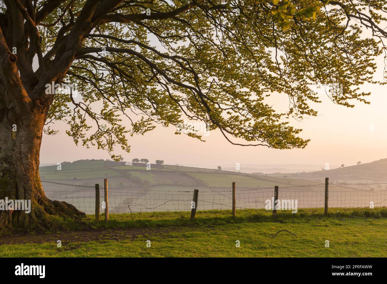 Common common beech (Fagus sylvatica) growing beside a wire fence in ...