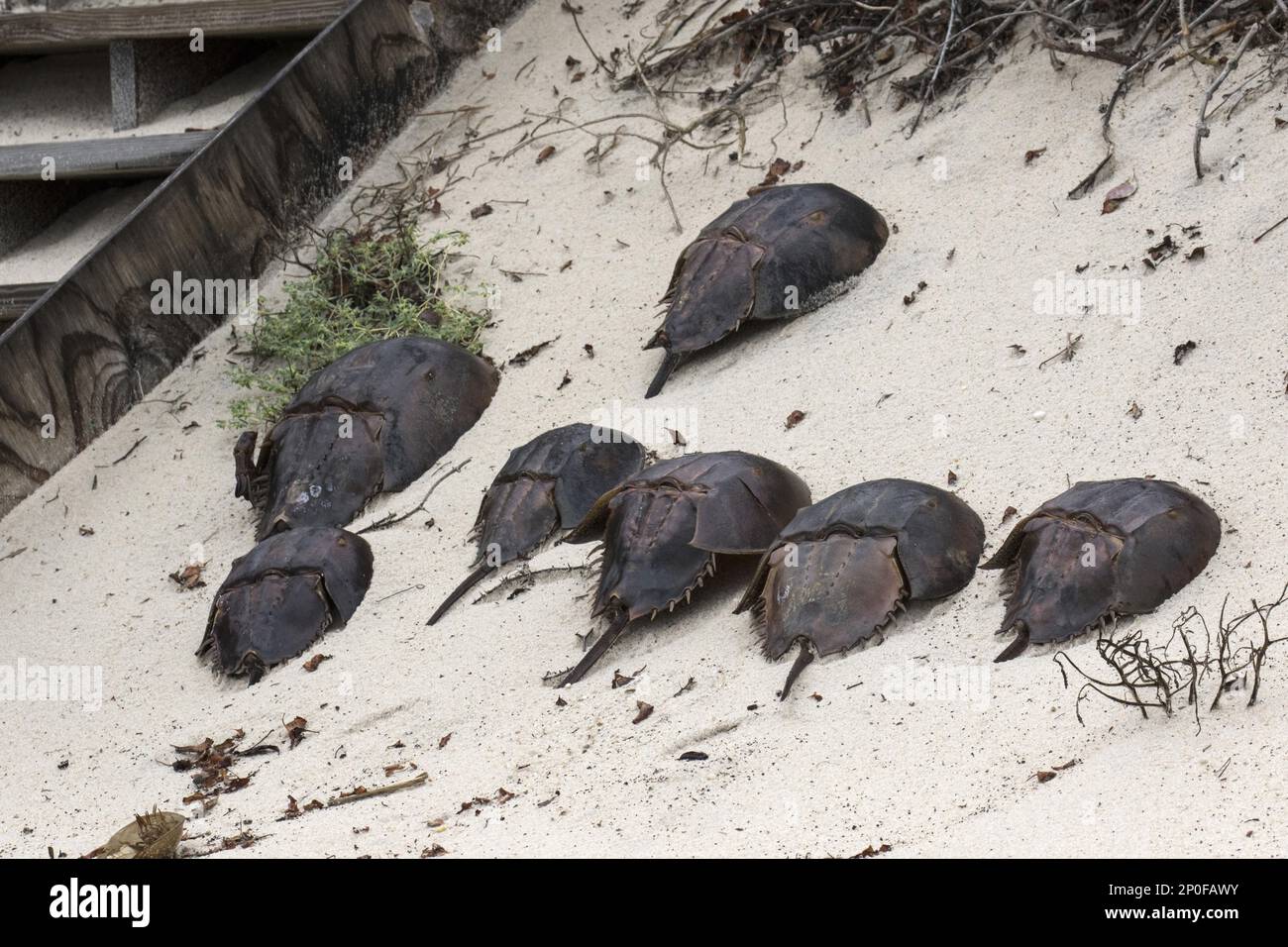 Animals, Other animals, Arrowhead crabs, Dead Atlantic horseshoe crab ...