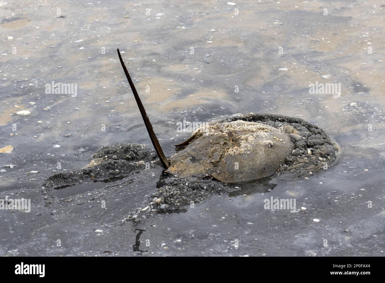 Adult Atlantic horseshoe crab in shallow water with raised tail, Cape ...