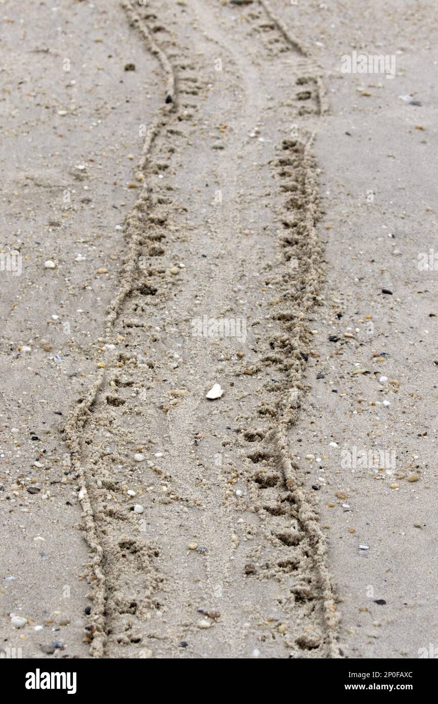 Animals, Other animals, Arrowhead crabs, Tracks in the sand from an ...