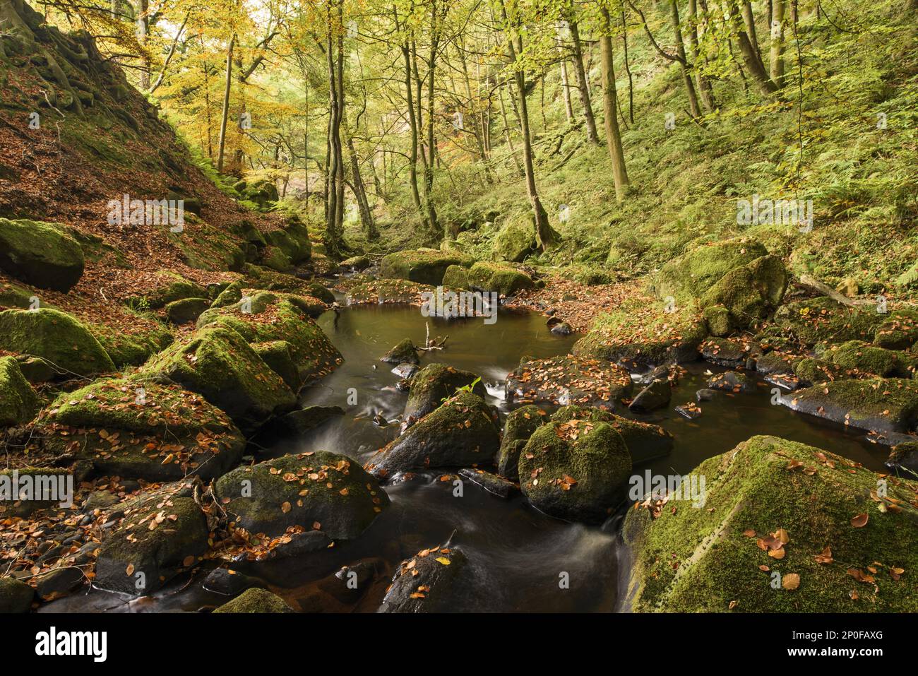 Streamlet cascading through the woodland habitat of copper beech (Fagus ...